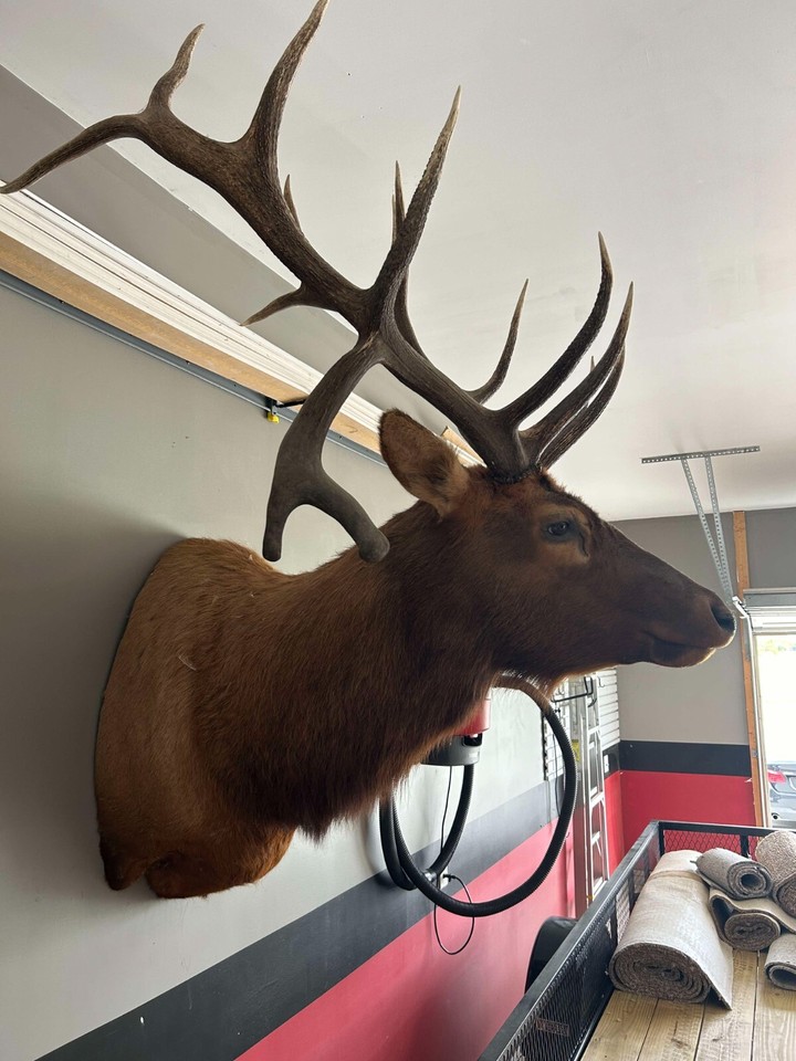 Shoulder Mounted 15Pt. Elk | eBay