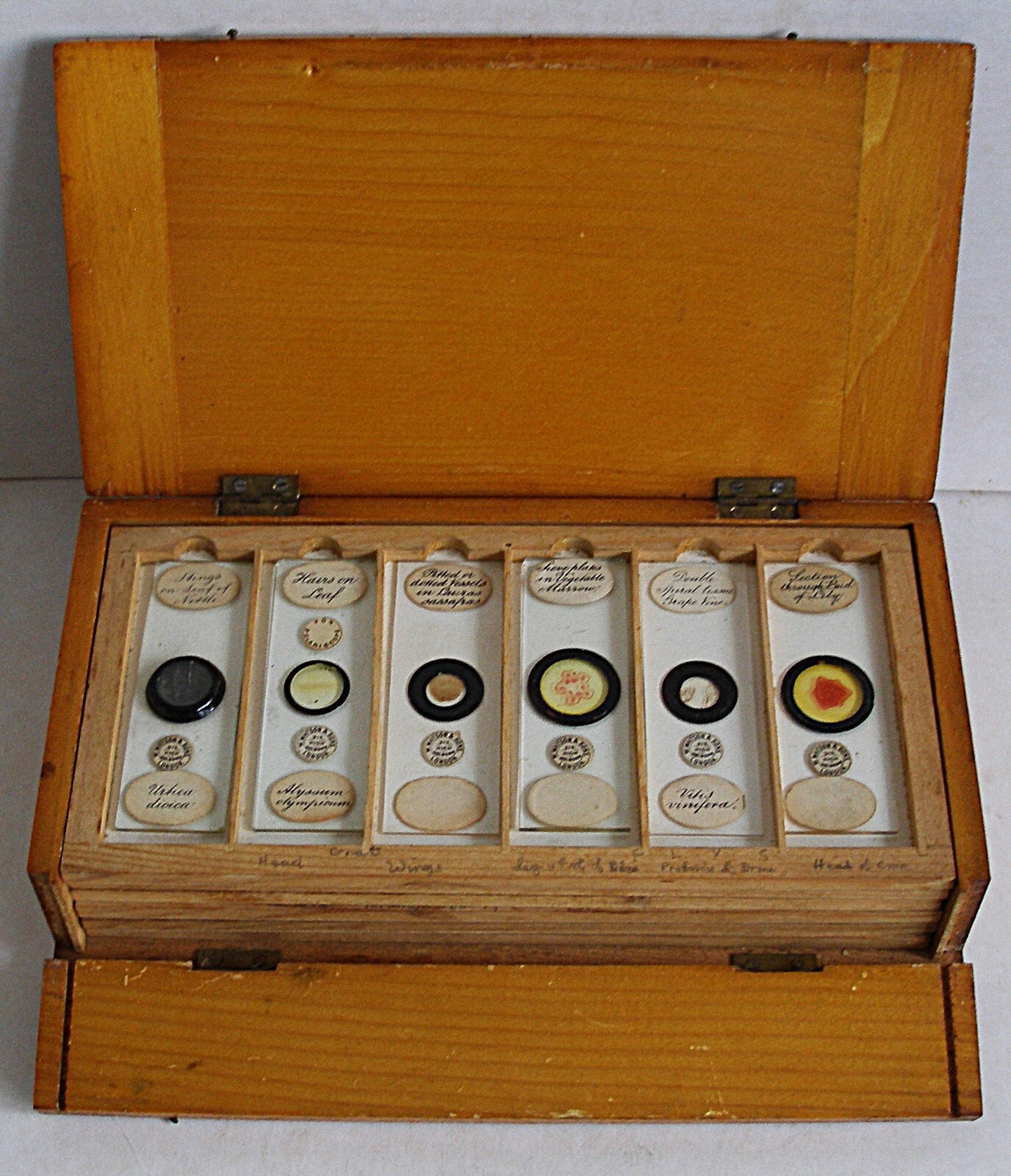 Antique CASED COLLECTION of 36 BOTANICAL MICROSCOPE SLIDES, MAINLY by ...