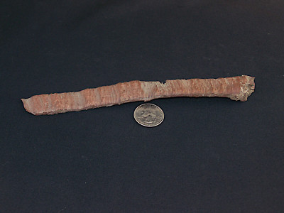 COPPER CHISEL CHIP,PHOENIX COPPER MINE,KEWEENAW COUNTY,MICHIGAN,7 5/8 ...