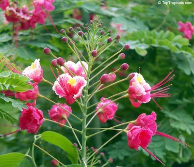 Pride of Barbados Tree Seeds – 10 Pack – Caesalpinia pulcherrima ...