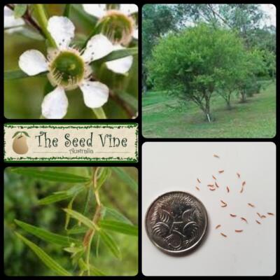 200+ LEMON SCENTED TEA TREE SEEDS (Leptospermum petersonii) Medicinal ...