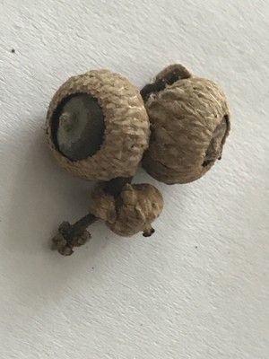 Very Small Mini Acorns X10 - Real - Fairy Garden Objects | eBay UK