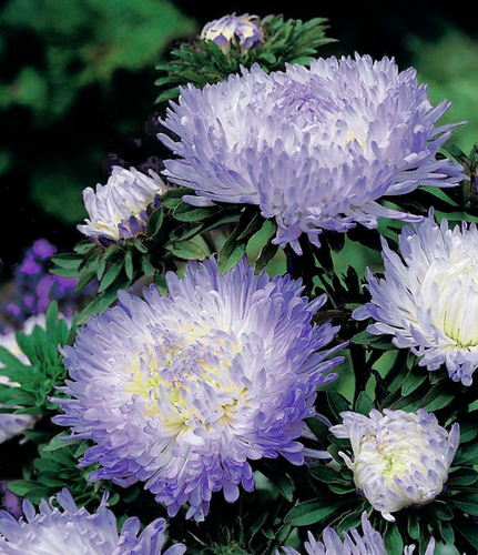 Aster - Duchess Blue Ice (Callistephus chinensis) | 25 Seeds | eBay ...