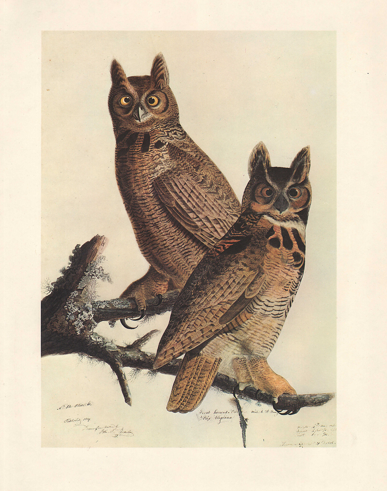 VINTAGE JOHN JAMES AUDUBON BIRD PRINT ~ GREAT HORNED OWL | eBay