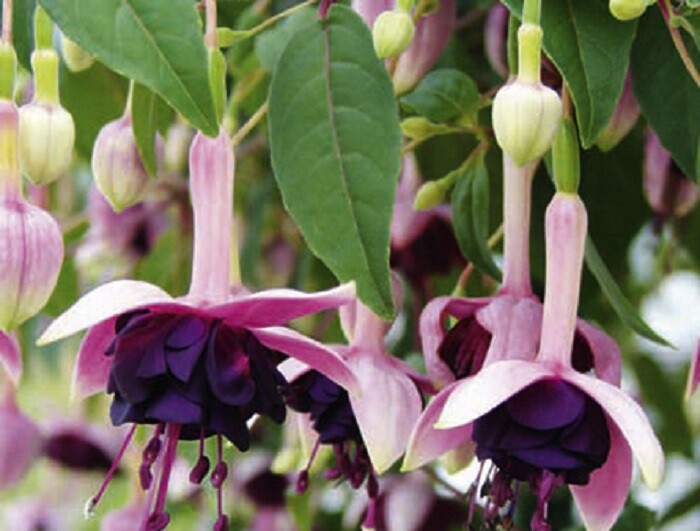 5 X FUCHSIA DOUBLE PLUG PLANTS CHOICE OF VARIETIES PRE ORDER FREE ...