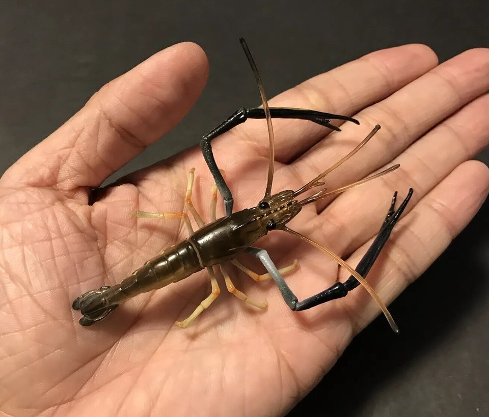 Kaiyodo Animatales Choco Q 10 Freshwater Monkey River Shrimp Prawn ...