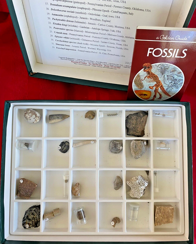 Ward's Natural Science 24pc Fossil Specimen Samples Collection NEW ...