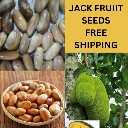 Seeds Jackfruit Fruit Tropical Tree Flower Largest seeds 2kg Fresh Jack ...