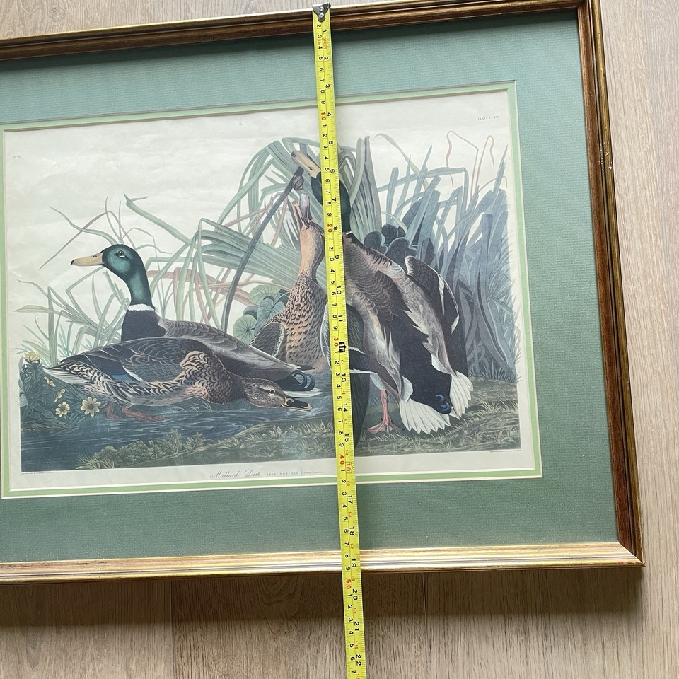 Antique Audubon Circa 1834 Mallard Duck Engraving & Printing By R ...