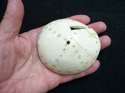 AUTHENTIC DECORATED HOHOKAM SHELL GORGET FROM NORTHERN ARIZONA | eBay