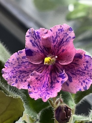 K's Slingshot, African Violet Plant, Standard, Fantasy !! | eBay