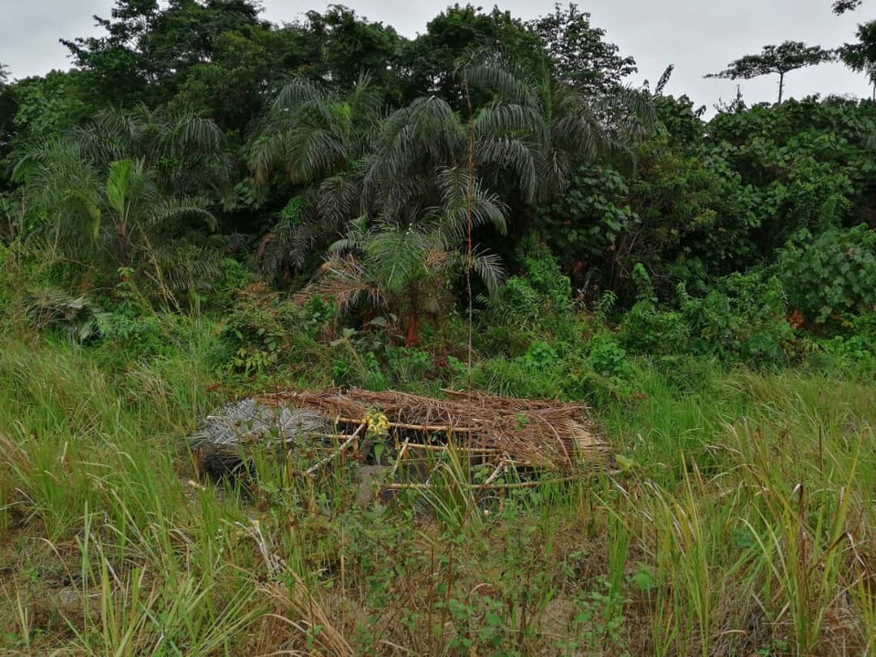 BIO 100 graines de GOMBO VERT, OKRA fraichement récolté au congo RDC ...