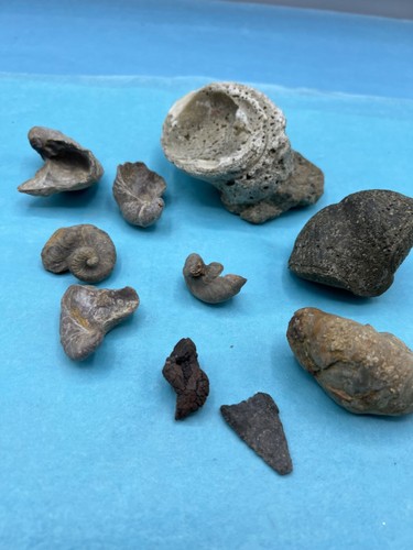 SMALL FOSSILS COLLECTION MOLLUSC INCLUDED | eBay