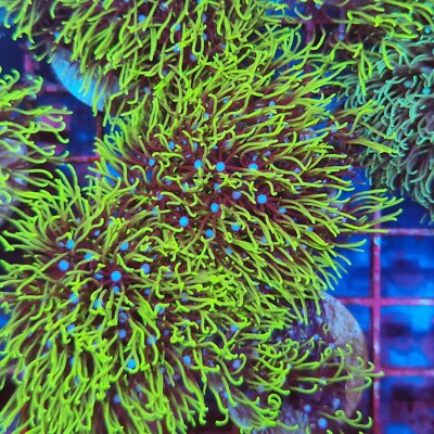 BRIGHT GREEN STAR POLYP FRAG GSP LIVE SOFT CORAL REEF MARINE TANK NANO ...