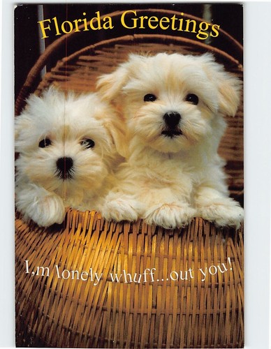 Postcard I'm lonely whuff. . . out you!, Florida Greetings, Florida | eBay