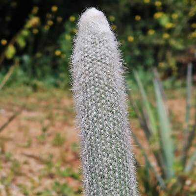 Silver Torch Cactus 'Cleistocactus strausii' cactus Cacti Succulent ...