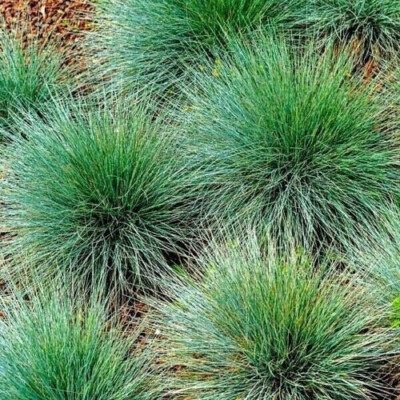 50 x NATIVE GREEN FESCUE SEEDS-NATIVE-LAWN GRASS /TURF ALTERNATIVE ...