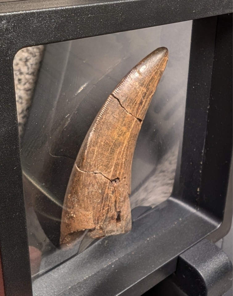 Tyrannosaurus Tooth fossil rare | eBay