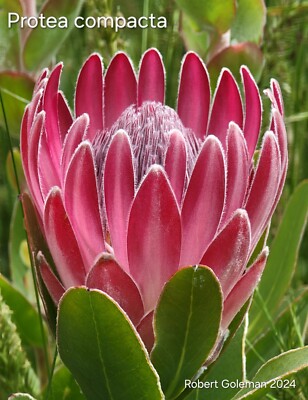 Protea compacta Seeds - Bot River Protea - Rare South African Shrub | eBay