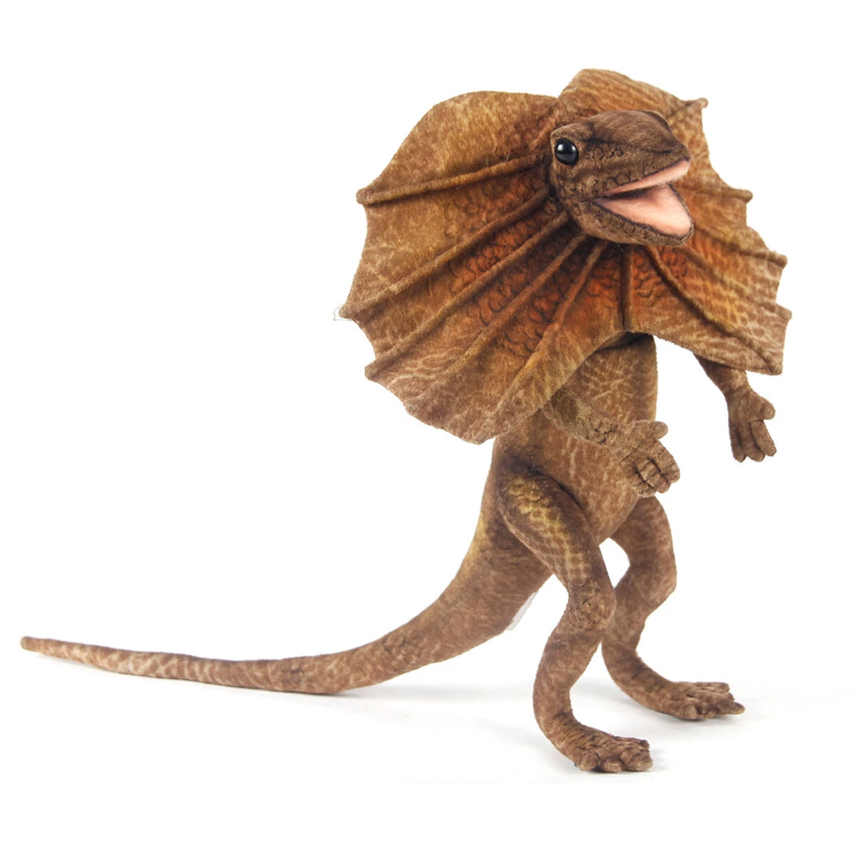 Frilled Dragon Lizard