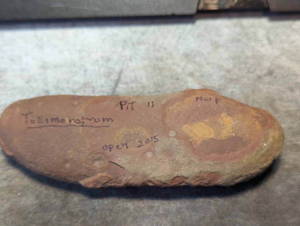 Mazon Creek Fossil Tully Monstrum , Large eye bar, Pit 11 ex MWF ...