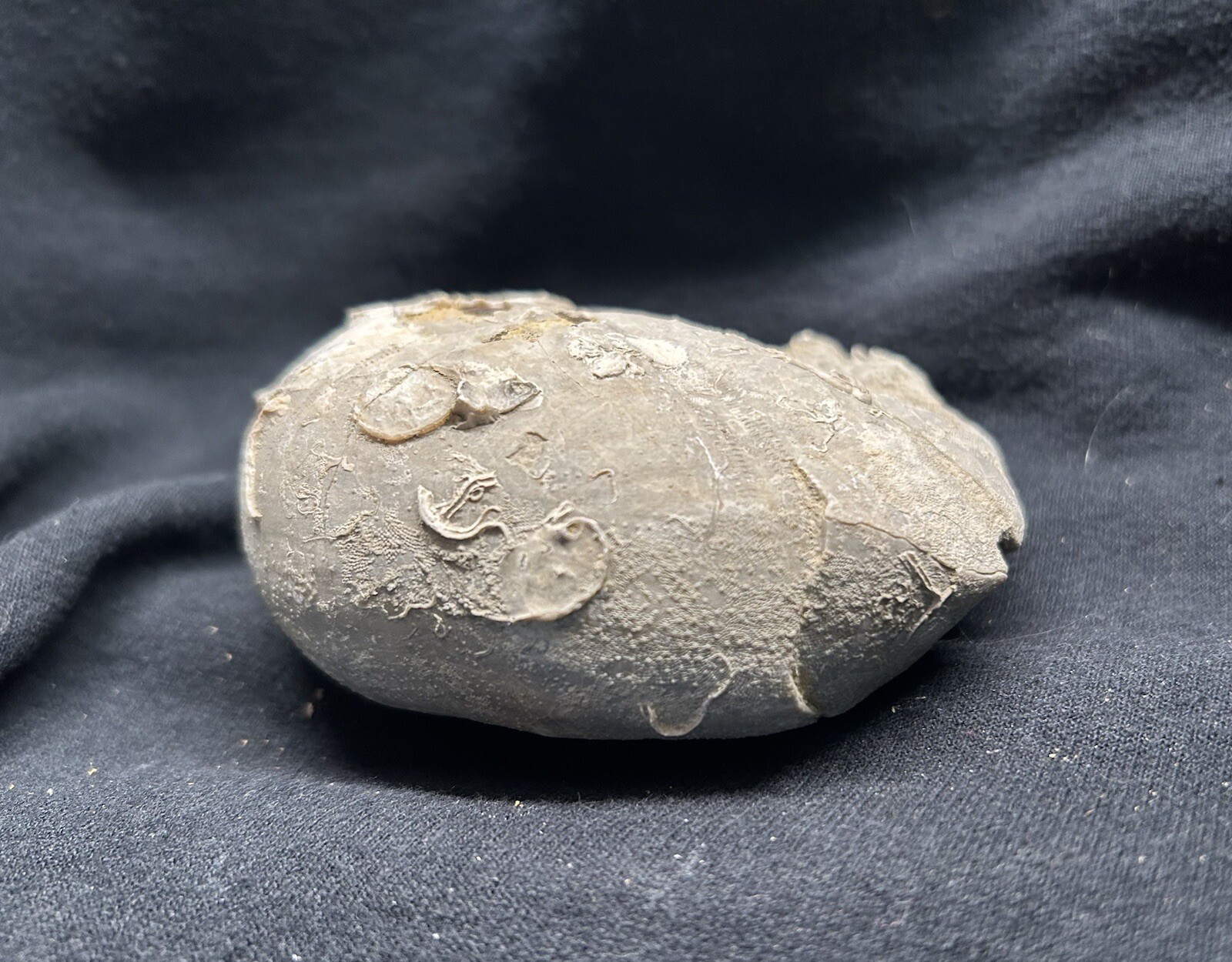 BIG 3.5” Texas Fossil Echinoid Macraster sp. Cretaceous Dinosaur Age ...