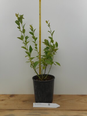 Elliott Blueberry Plants- Late Season- Large One Gallon Containers | eBay
