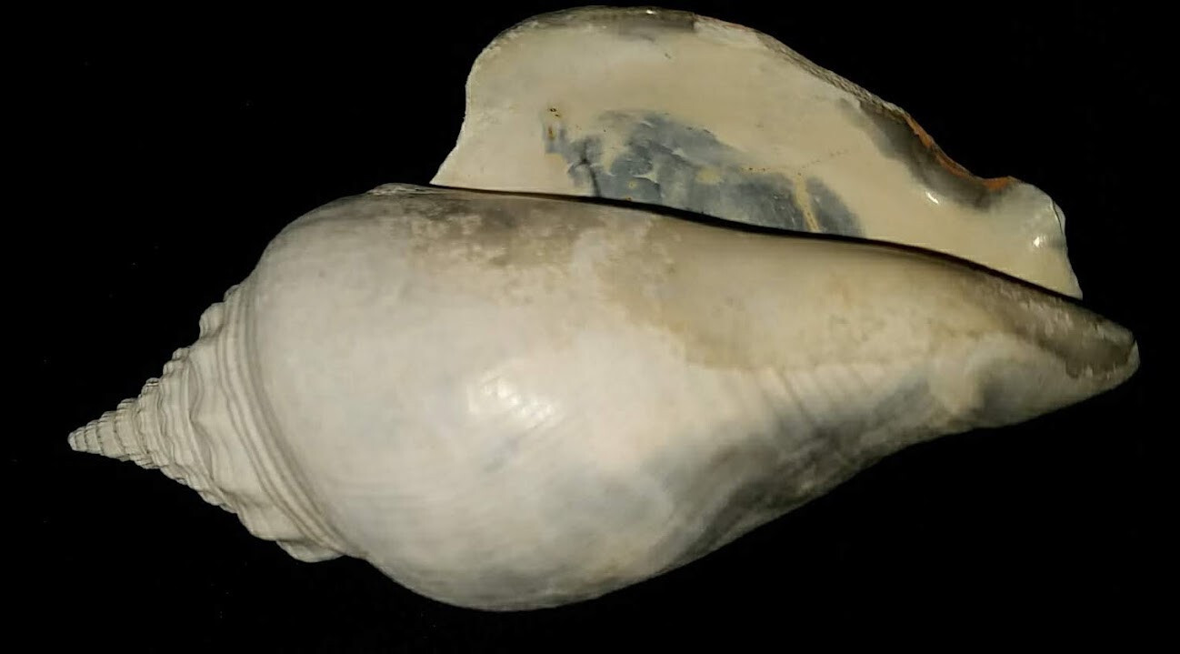Fossil / Fossilized Strombus Strombidae gastropod shell collectors yn ...