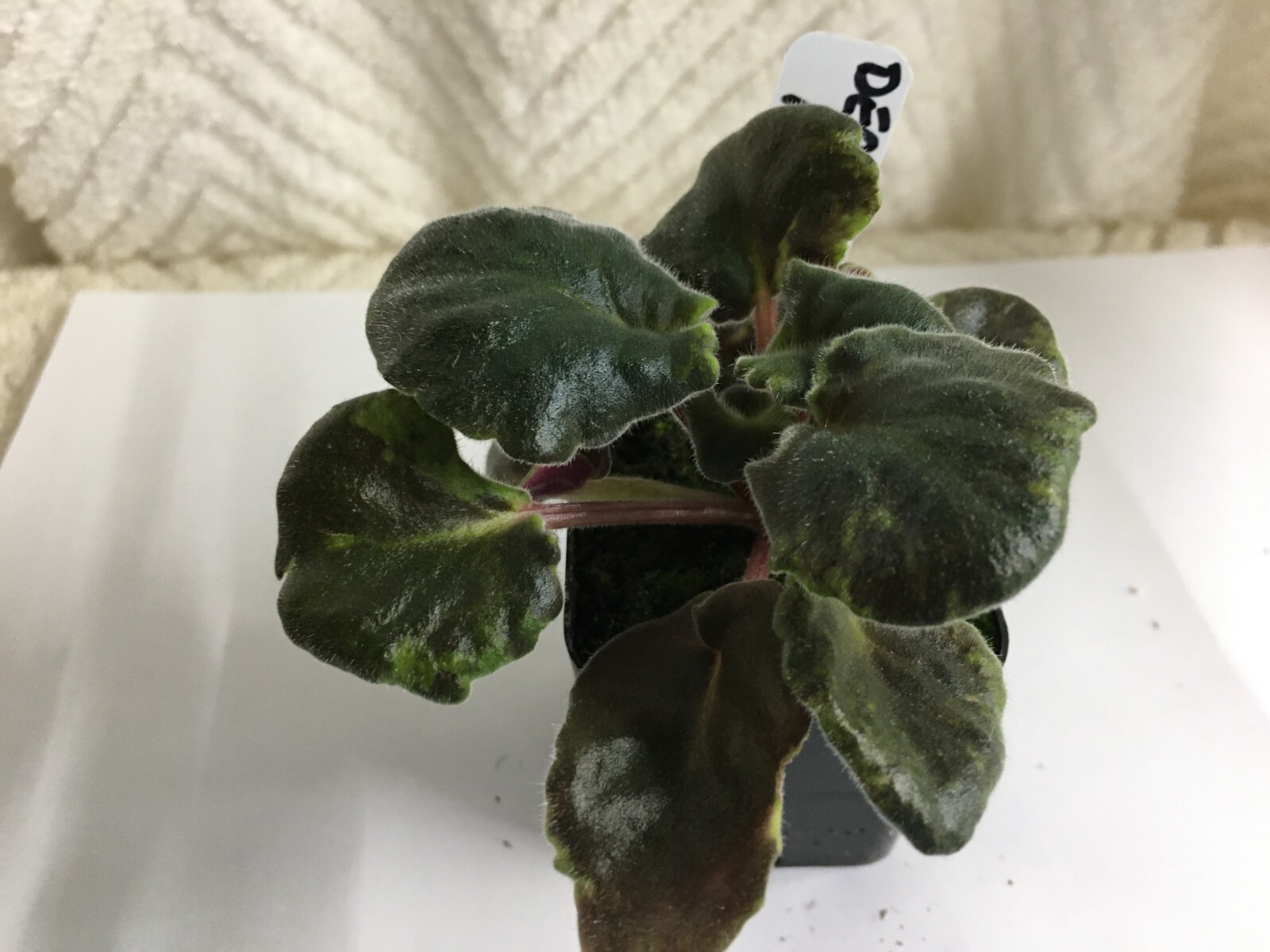 Dead of Night African Violet Starter Plant | eBay