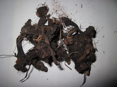 Jatamansi roots original Balchad Jatamasi Indian Spikenard Nardostachys ...