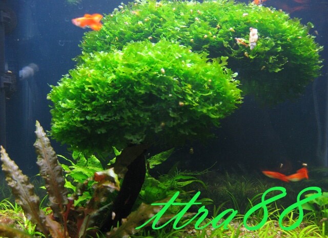 Subwassertang Round Pellia Moss Live Plant Freshwater US Seller Free ...