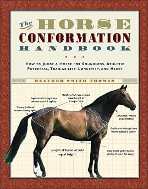 Thoroughbred Horse Conformation Lauren Nethery's OTTB Advice: CANTER