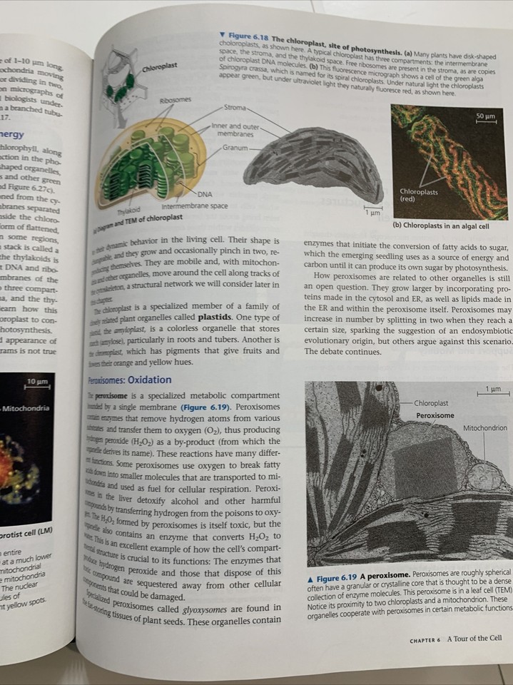Campbell Biology, AP* Edition by Reece Reece (2011, Hardcover ...