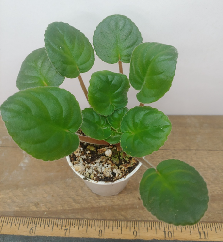 African Violet Plant -- Owlsee Spooky ~ variegated standard ~ | eBay