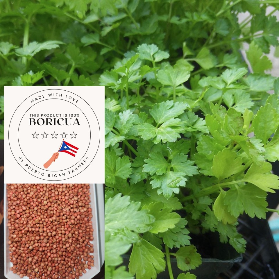 Seeds from Puerto Rico, Organic, NON-GMO, Sofrito, garden, hydroponic ...