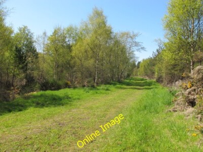 Photo 6x4 Track in Culbin Forest Cloddymoss c2012 | eBay UK
