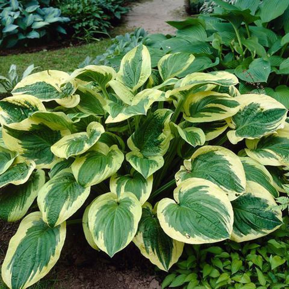 Hosta Twilight Perennial Plant in a 17cm pot | eBay UK