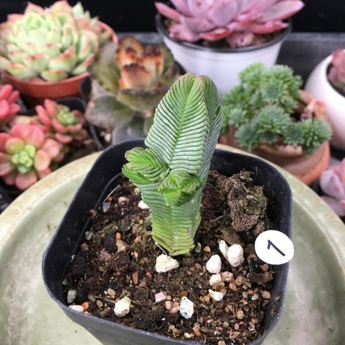 5CM Succulent Plant Crassula Quadrangularis Crassulaceae Home Garden ...