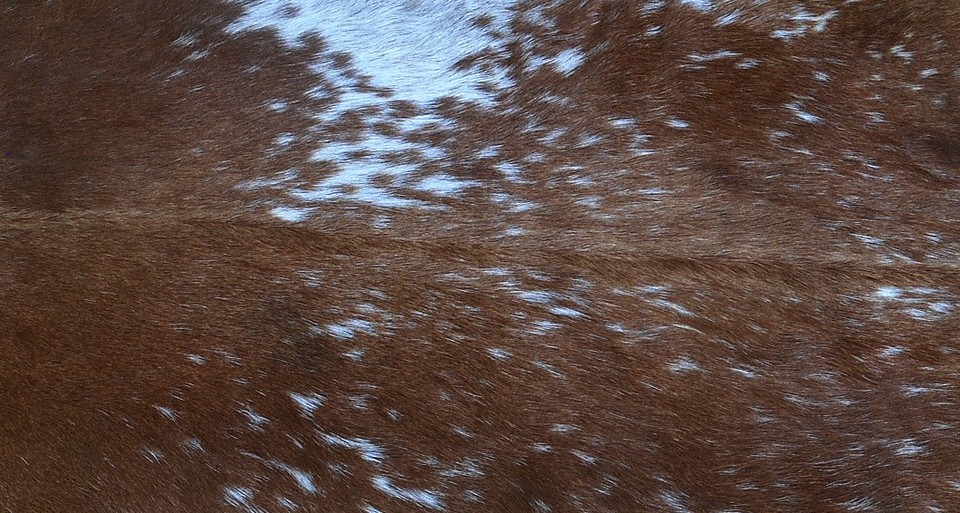 GOAT Western taxidermy Hide Rug Natural Pattern Fur Goat Hide Rode SA ...