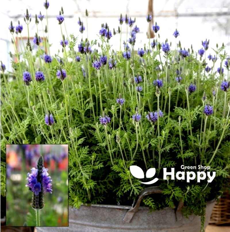 EGYPTIAN LAVENDER - Lavandula multifida - 200 SEEDS - HIGHLY AROMATIC ...