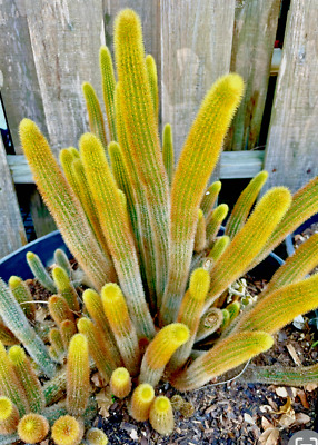 Three of Gold Rat tail cleistocactus plants SUCCULENT Cactus cacti Rare ...