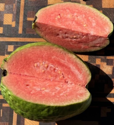 “Grafted” Ruby Supreme Guava Tree 🪴 Best Selected Ruby Supreme ...