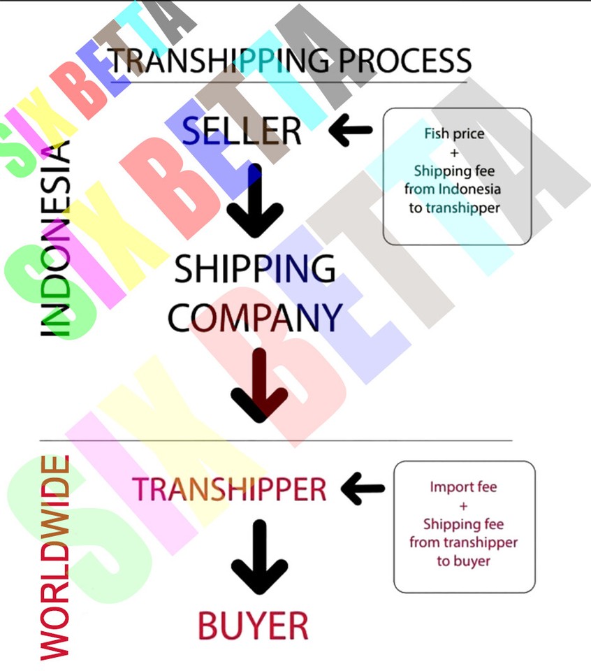 super quality hellboy red/blue star tail MALE OR FEMALE/BREEDING PAIR ...