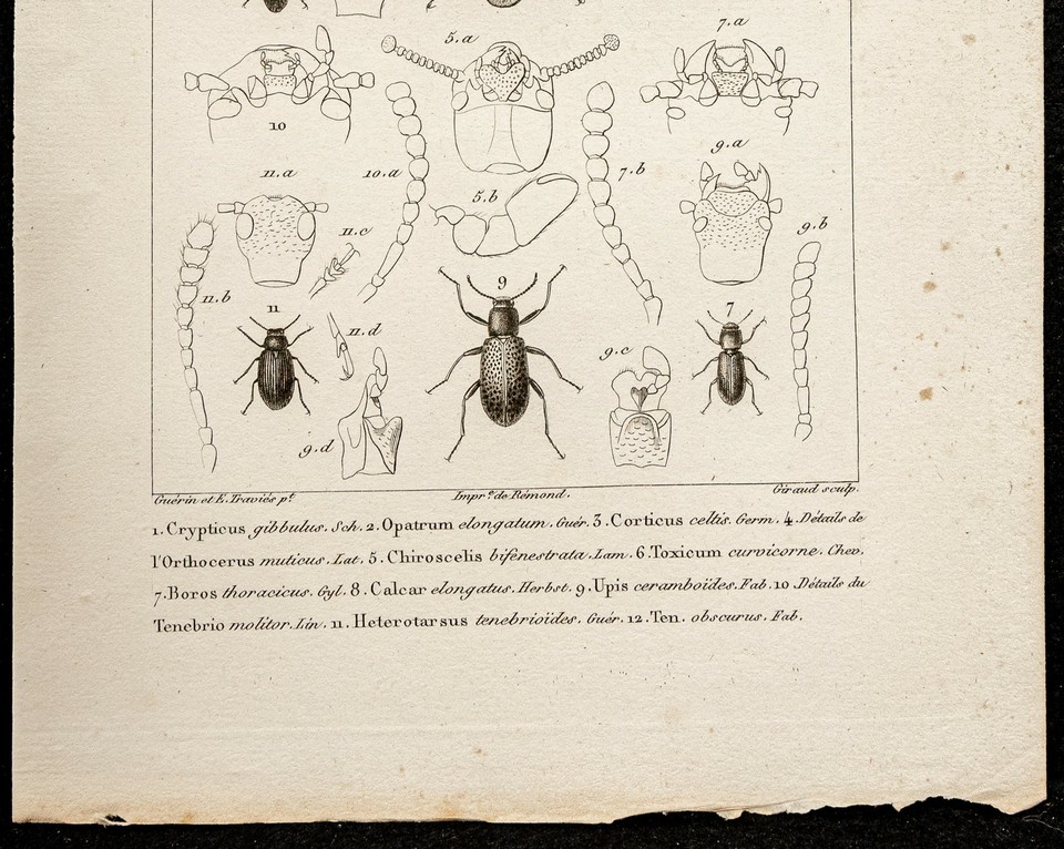 1844 - Engraving Zoology: Tenebrionidae Beetles (Crypticus, Opatrum ...
