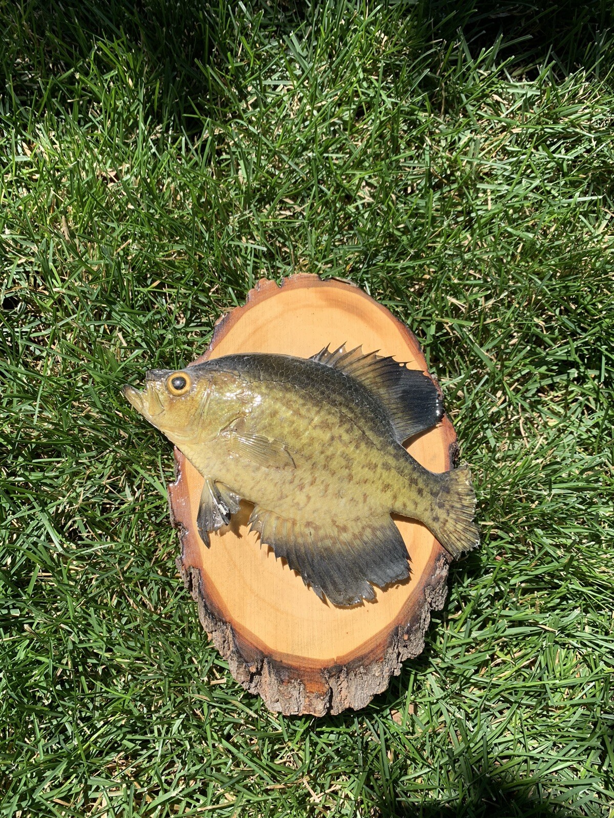 7” Black Crappie Taxidermy Fish Mount On Finished Wood READ | eBay