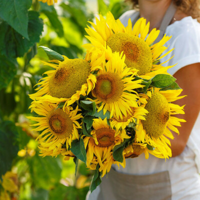 Sunflower DWARF YELLOW PYGMY 18” Tall SAFE FOR BEES Non-GMO 25 Seeds ...
