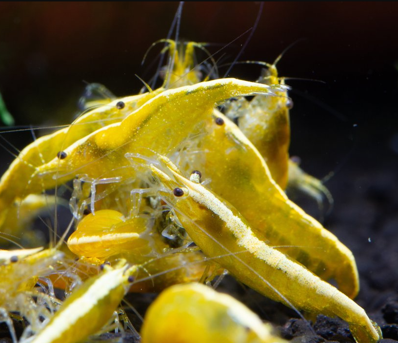 NEON YELLOW Freshwater Neocaridina Aquarium Shrimp. US Bred Live ...