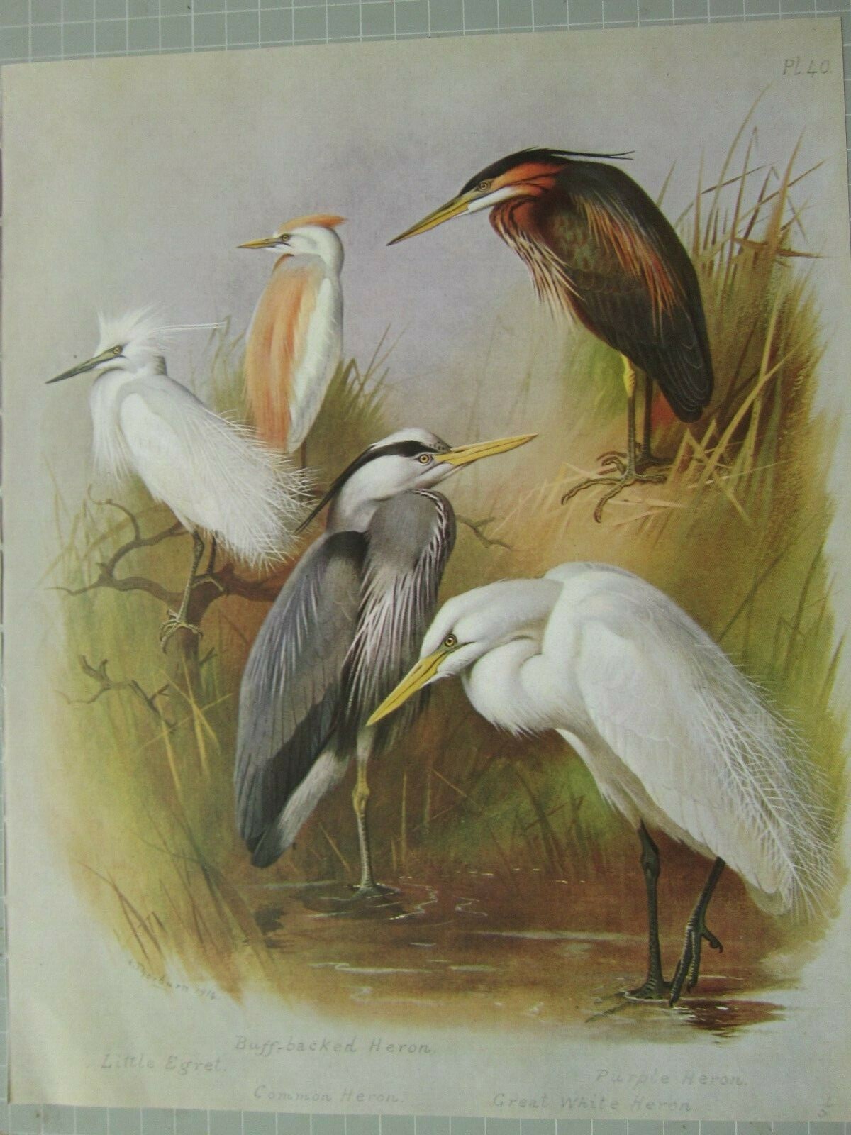 BEAUTIFUL THORNBURN BIRD PRINT BUFF BACKED HERON LITTLE EGRET COMMON ...