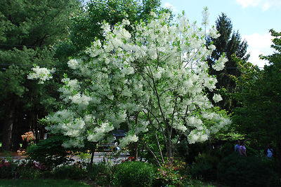 Epaulette Tree! Beautiful flowers! Fragrant fresh seeds! Hardy tree | eBay