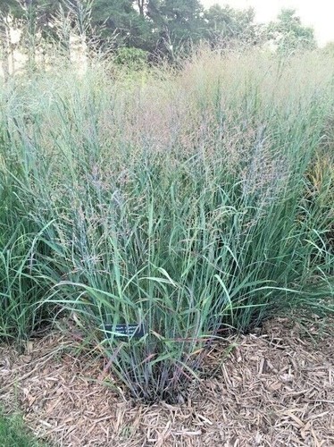 1001+SWITCHGRASS Seeds Native Tall Grass Prairie Ornamental Perennial ...